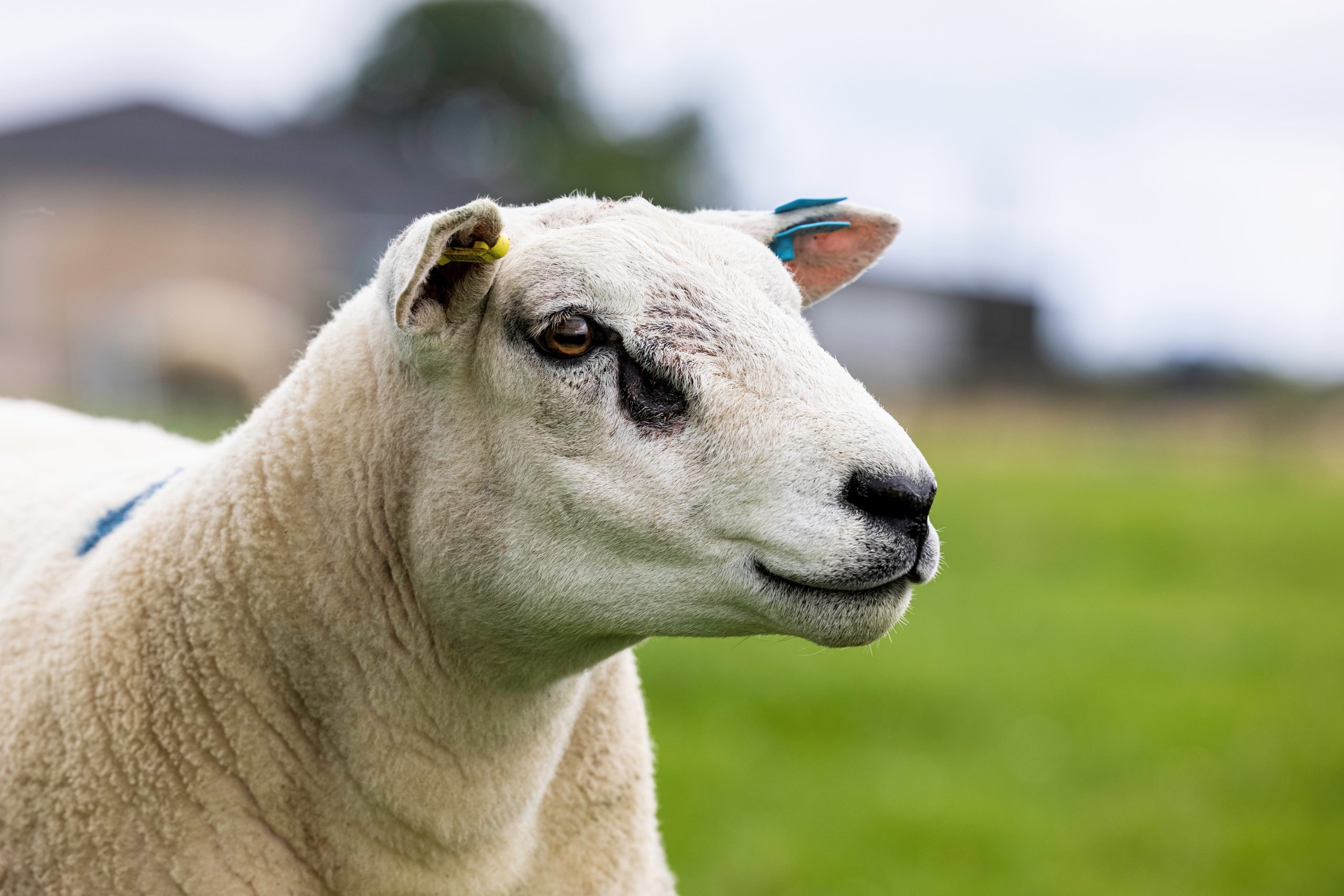 Buy Commercial Sheep - Livestock Heaven By Haycroft Farms Ltd