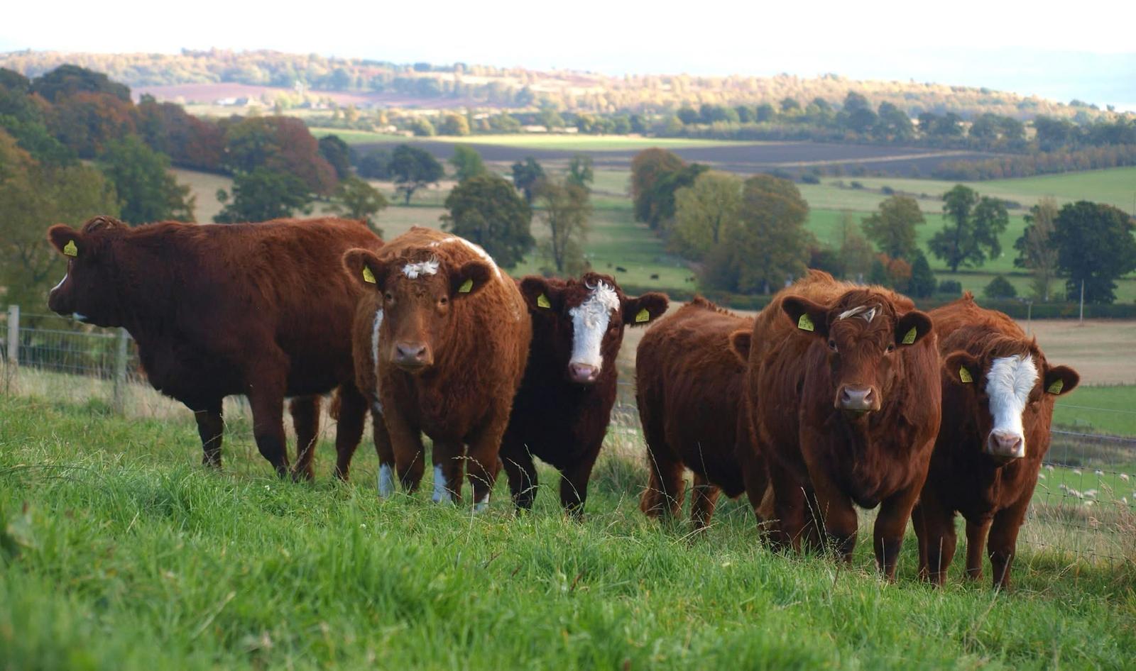 BUY PEDIGREE LUING - Livestock Heaven