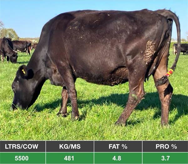 40 May Calving Cows - Livestock Heaven By Haycroft Farms Ltd