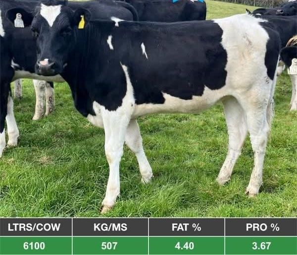 10 Bulling Heifers AI Sired Genotyped - UK - Livestock Heaven By ...